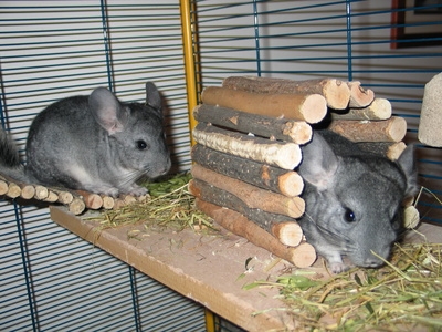 Environment - Chinchillas - Our pets